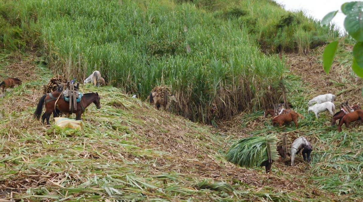 Cañicultores de Sandoná enfrentan grandes pérdidas - INFORMATIVO DEL GUAICO