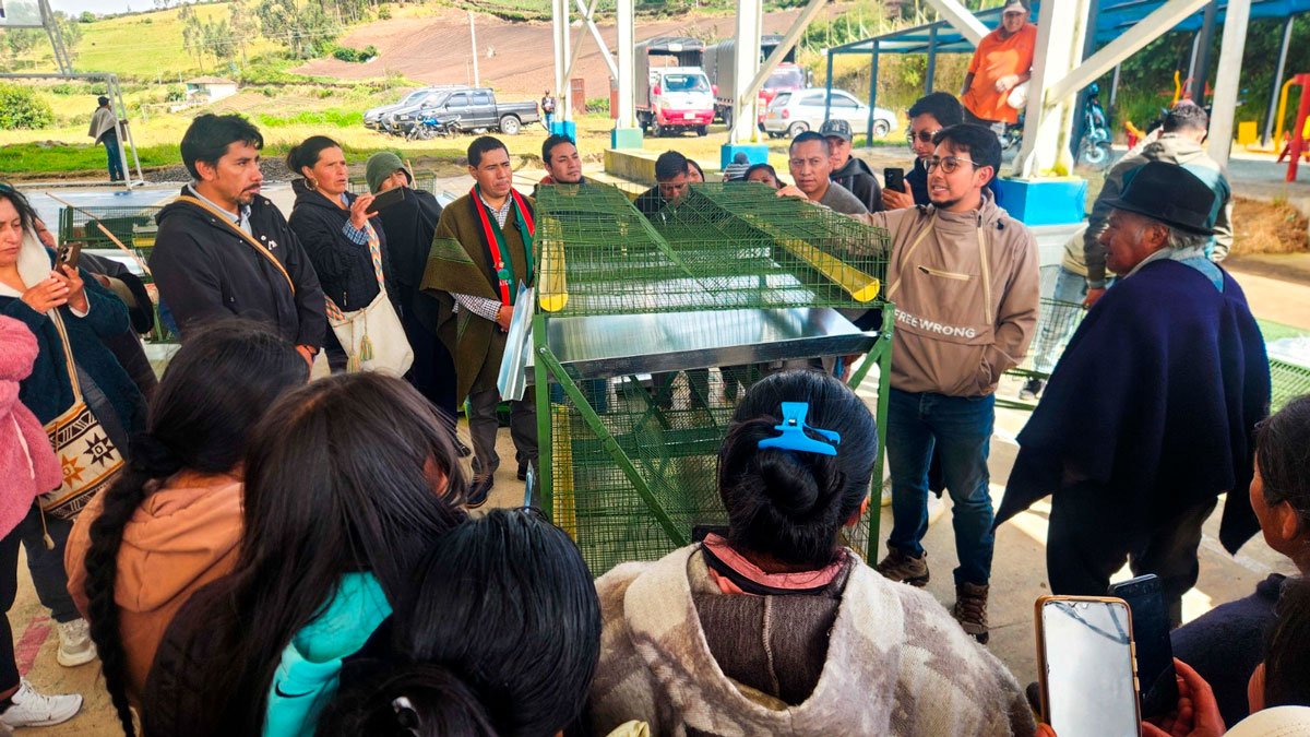 Avanza proyecto cuyícola que beneficia a más de 120 familias en Cumbal ...